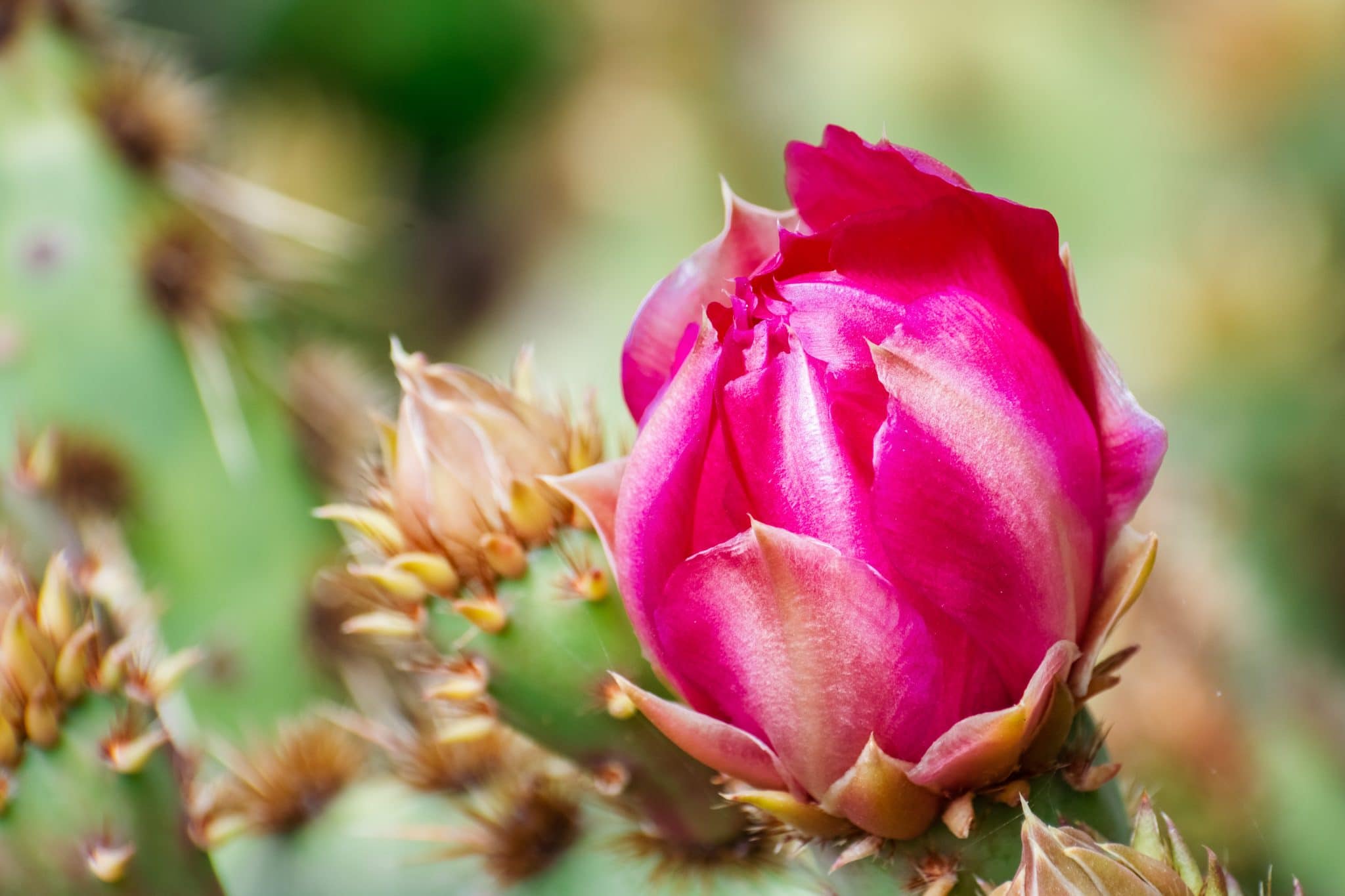 What Does Cactus Taste Like?