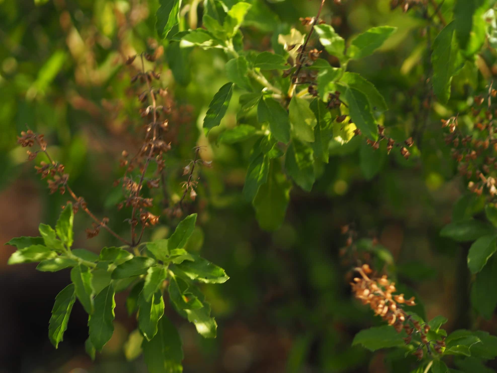 Best Substitutes For Thai Basil